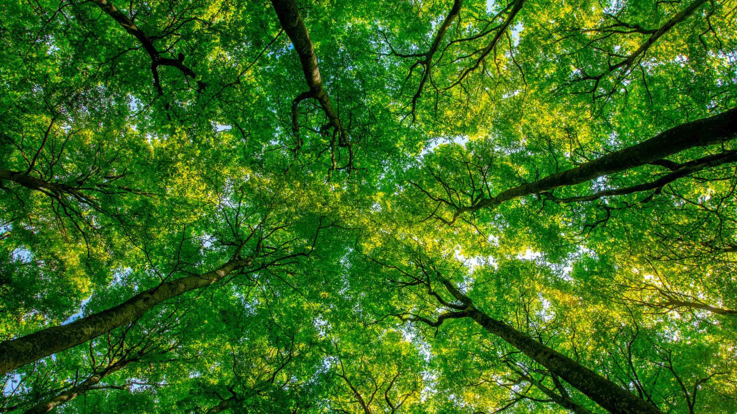 Home [sixthstreetgrowth.com]